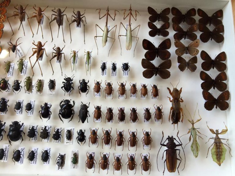 20-11-2016: OBSERVA LAS DIFERENCIAS ENTRE LOS INSECTOS Y LOS ARACNIDOS ...